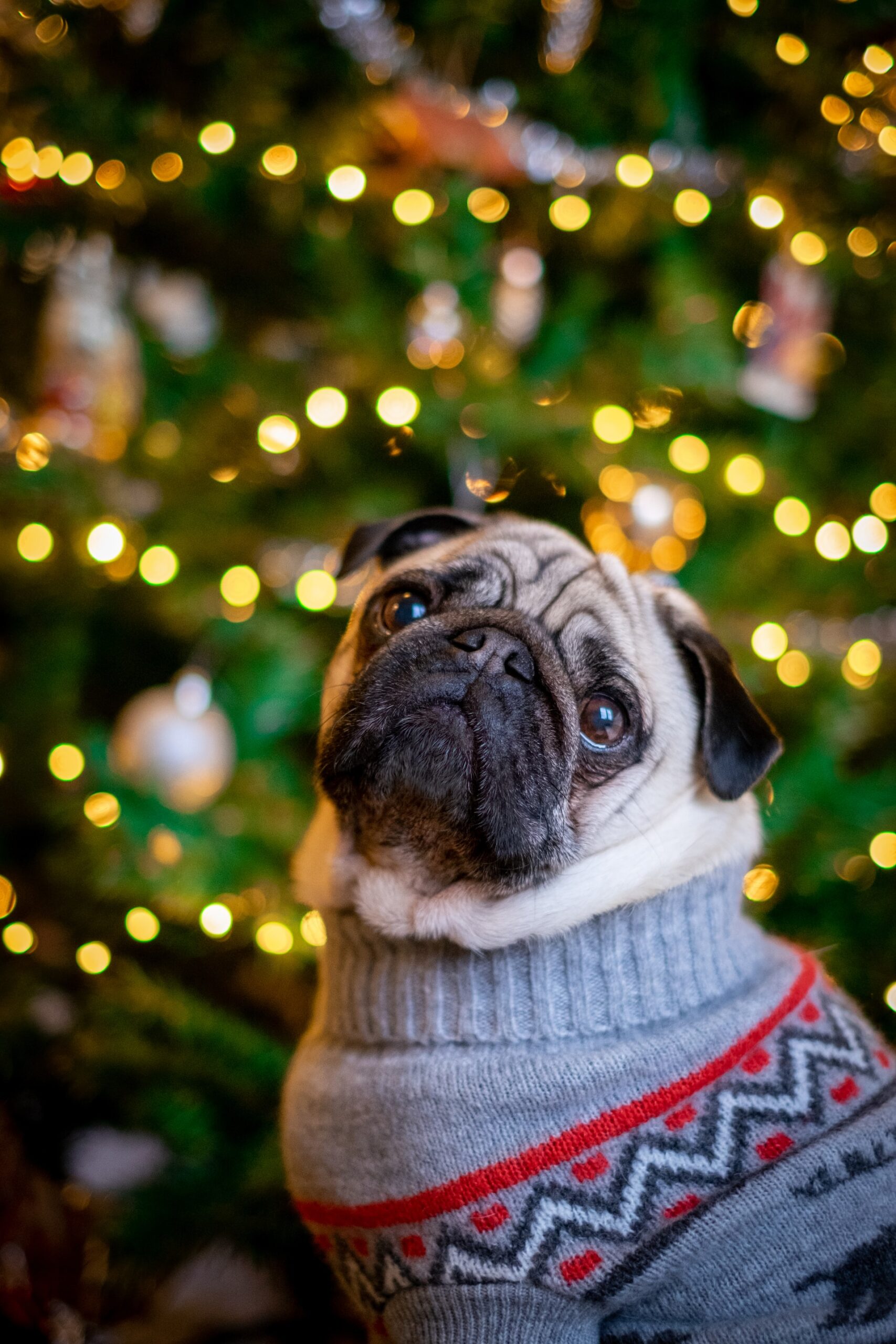 closed-for-the-holidays-jan-1st-k9-gentle-dental-teeth-cleaning