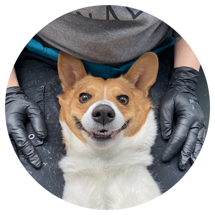 K9 Gentle Dental Teeth Cleaning | Anesthesia-free canine dental Cleanings