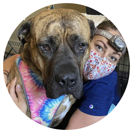 K9 Gentle Dental Teeth Cleaning | Anesthesia-free canine dental Cleanings