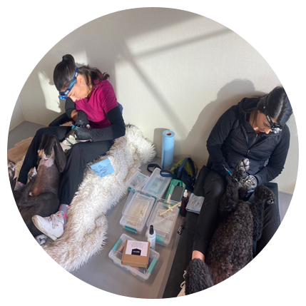 K9 Gentle Dental Teeth Cleaning | Anesthesia-free canine dental Cleanings