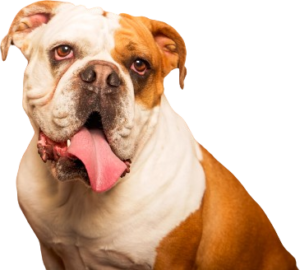 Anesthesia-Free Dental Cleanings for Dogs in Calgary